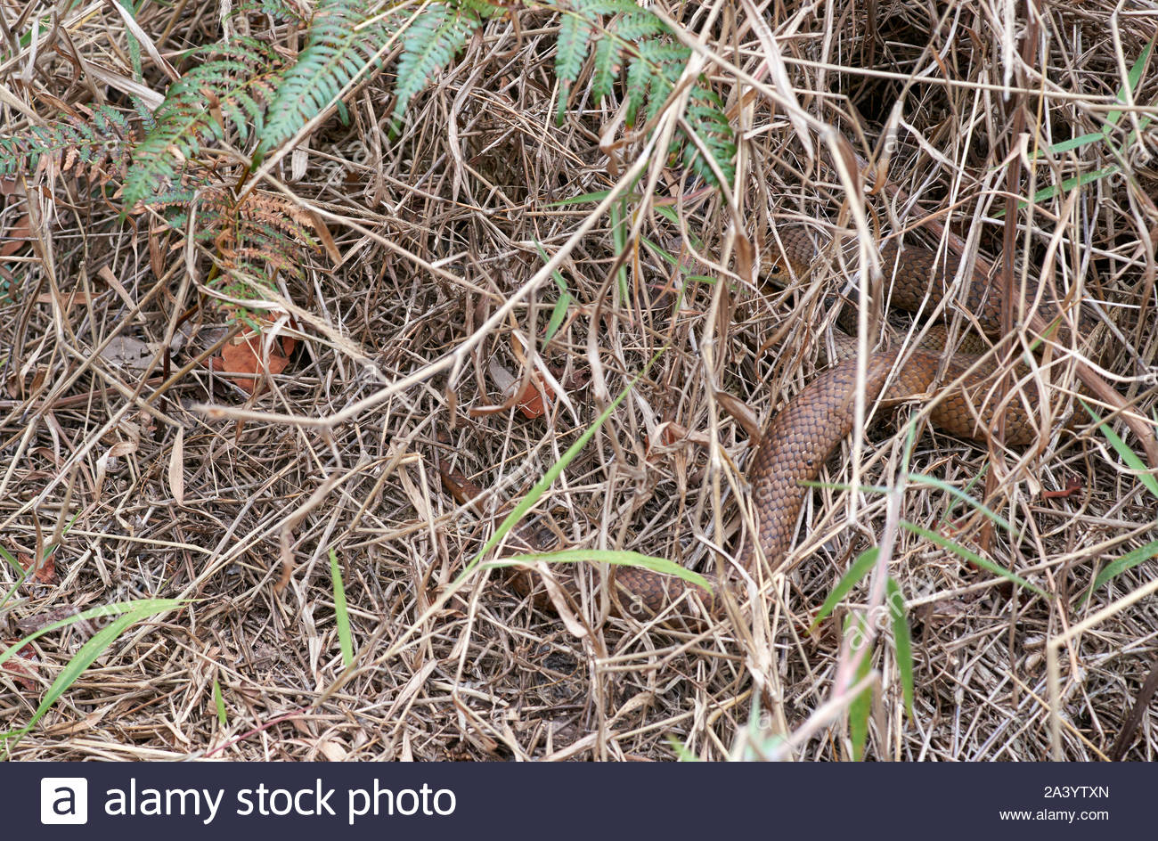 Camouflaged Snake Stock Photos & Camouflaged Snake Stock Images - Alamy