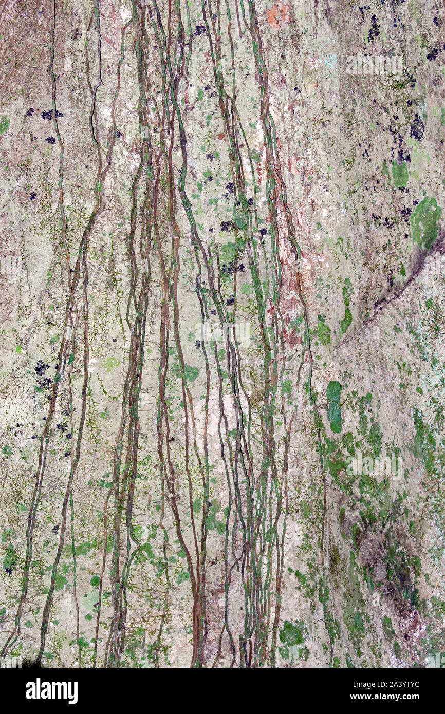 Australian rainforest creeper hi-res stock photography and images - Alamy