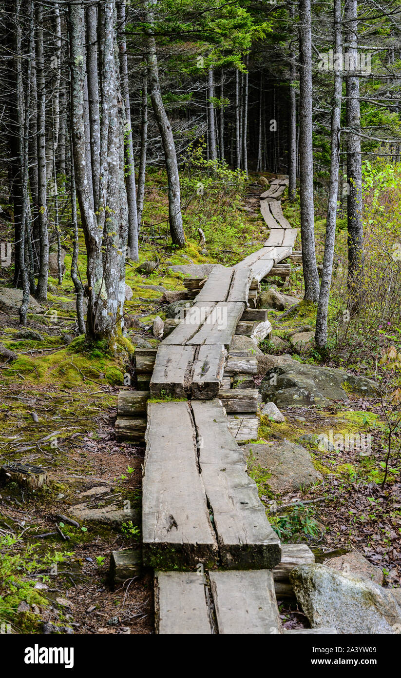 Boardwalk through forest hi-res stock photography and images - Alamy