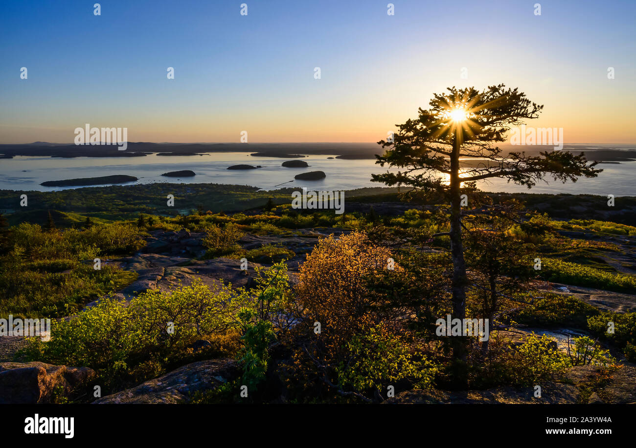 Trees by Frenchman Bay at sunrise in Acadia National Park, USA Stock ...