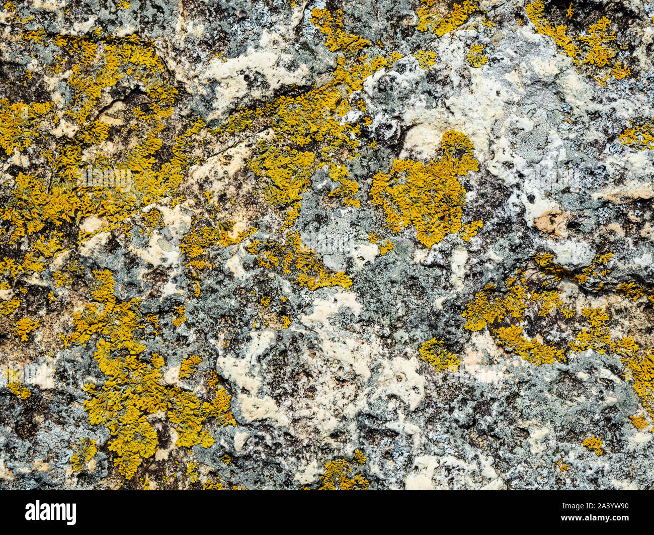 Yellow lichen on rock hi-res stock photography and images - Alamy