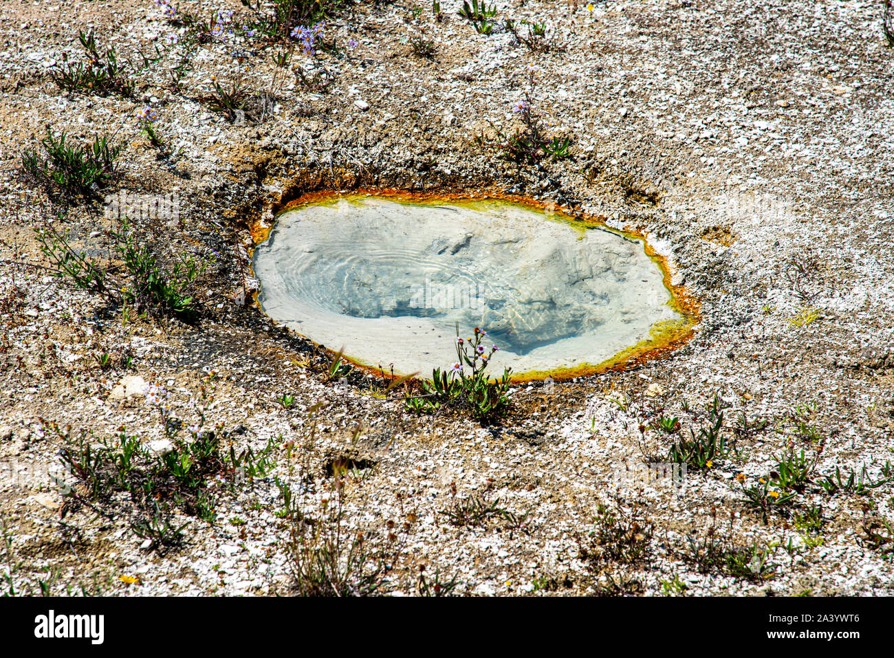Hot springs in Yellowstone of vivid colors caused by thermophilic ...