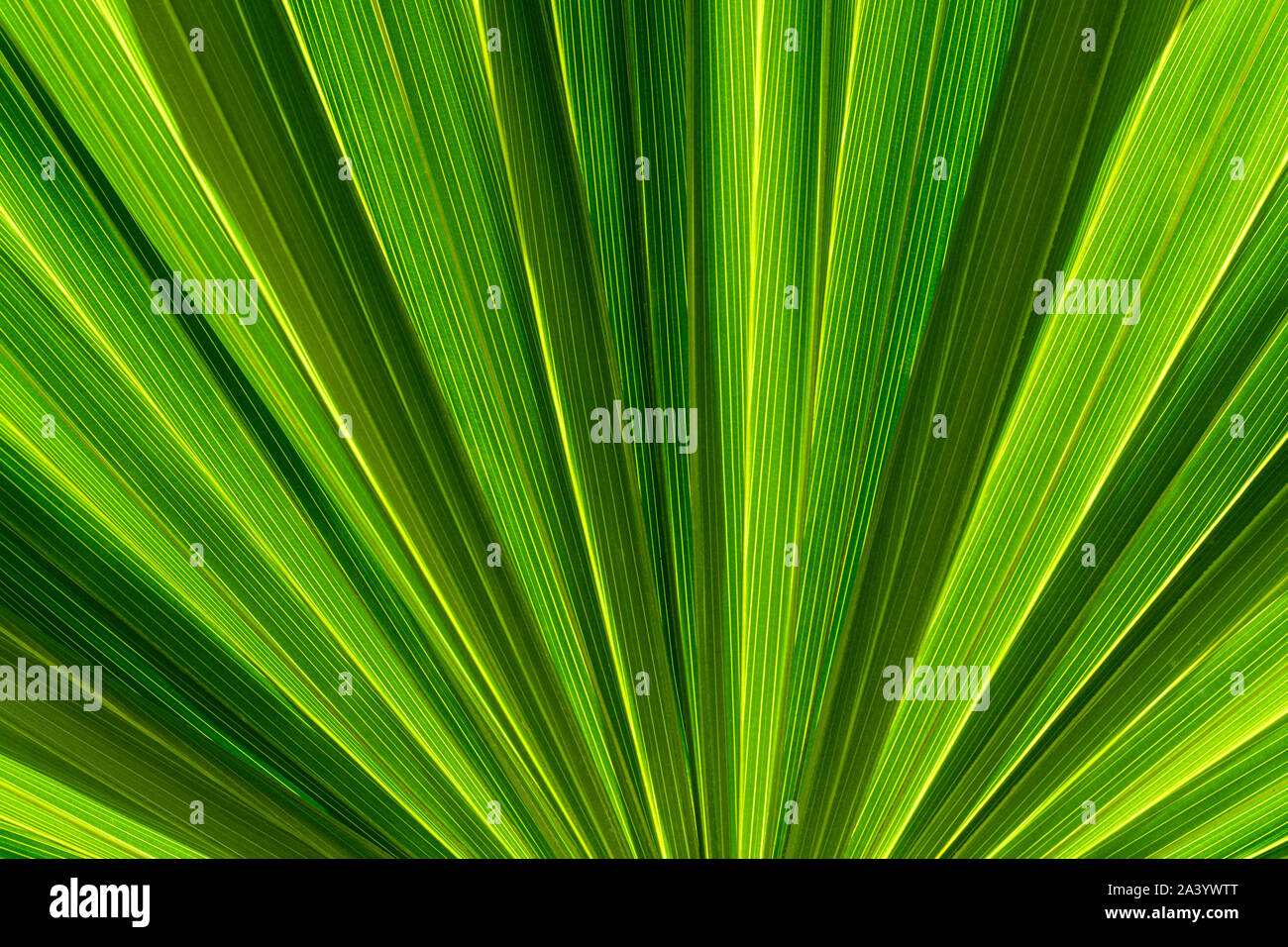 Green frond hi-res stock photography and images - Alamy