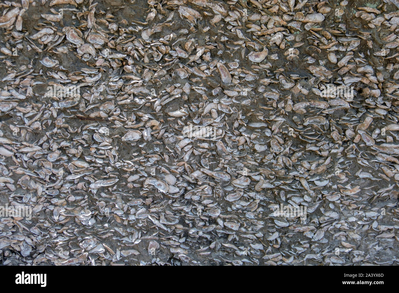 Wall of concrete and seashells Stock Photo - Alamy