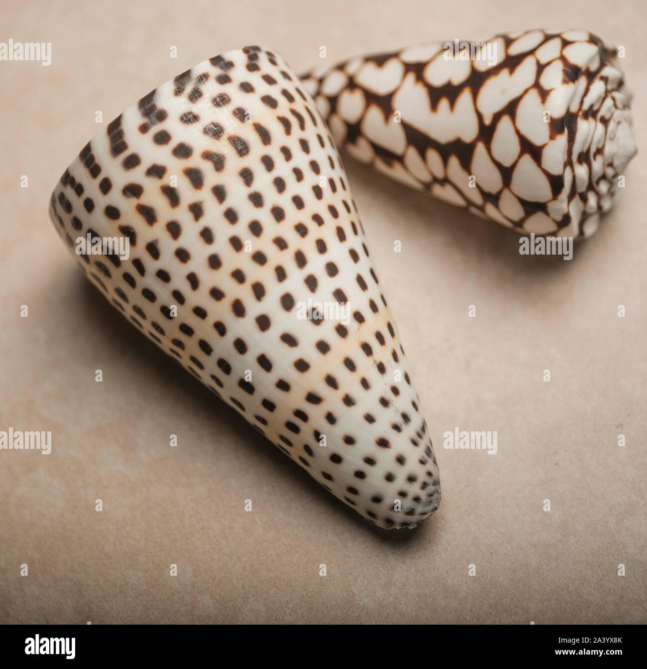 Spotted seashells hi-res stock photography and images - Alamy