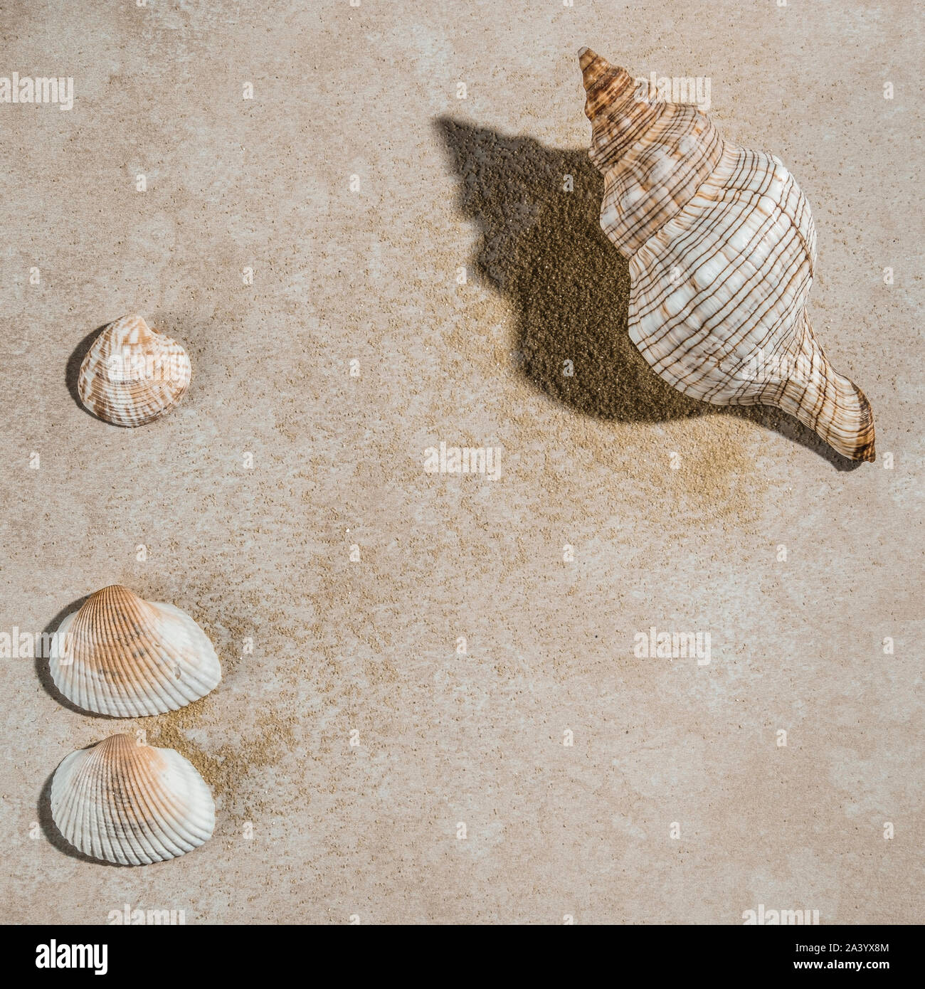 Five seashells hi-res stock photography and images - Alamy