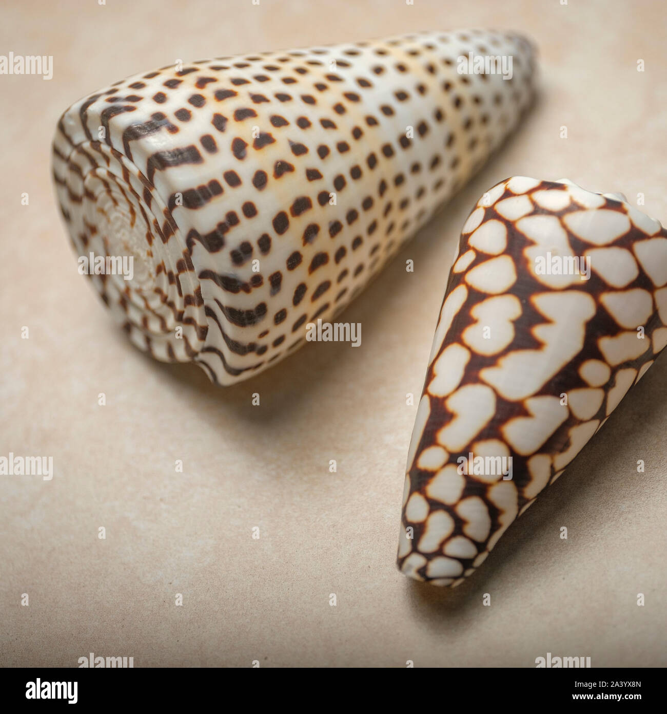 Spotted seashells hi-res stock photography and images - Alamy
