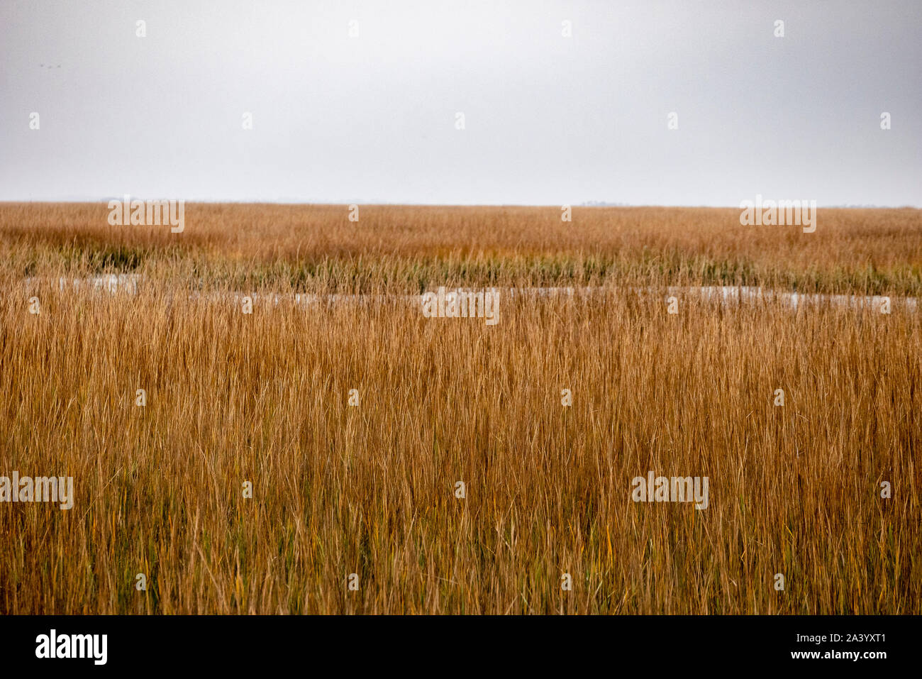 Brown crop hi-res stock photography and images - Alamy