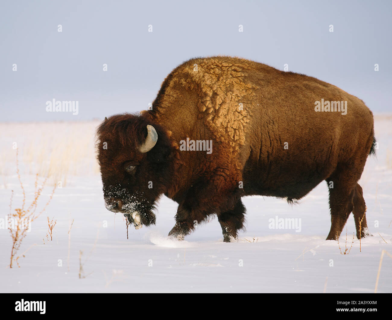 Buffalo in snow hi-res stock photography and images - Alamy