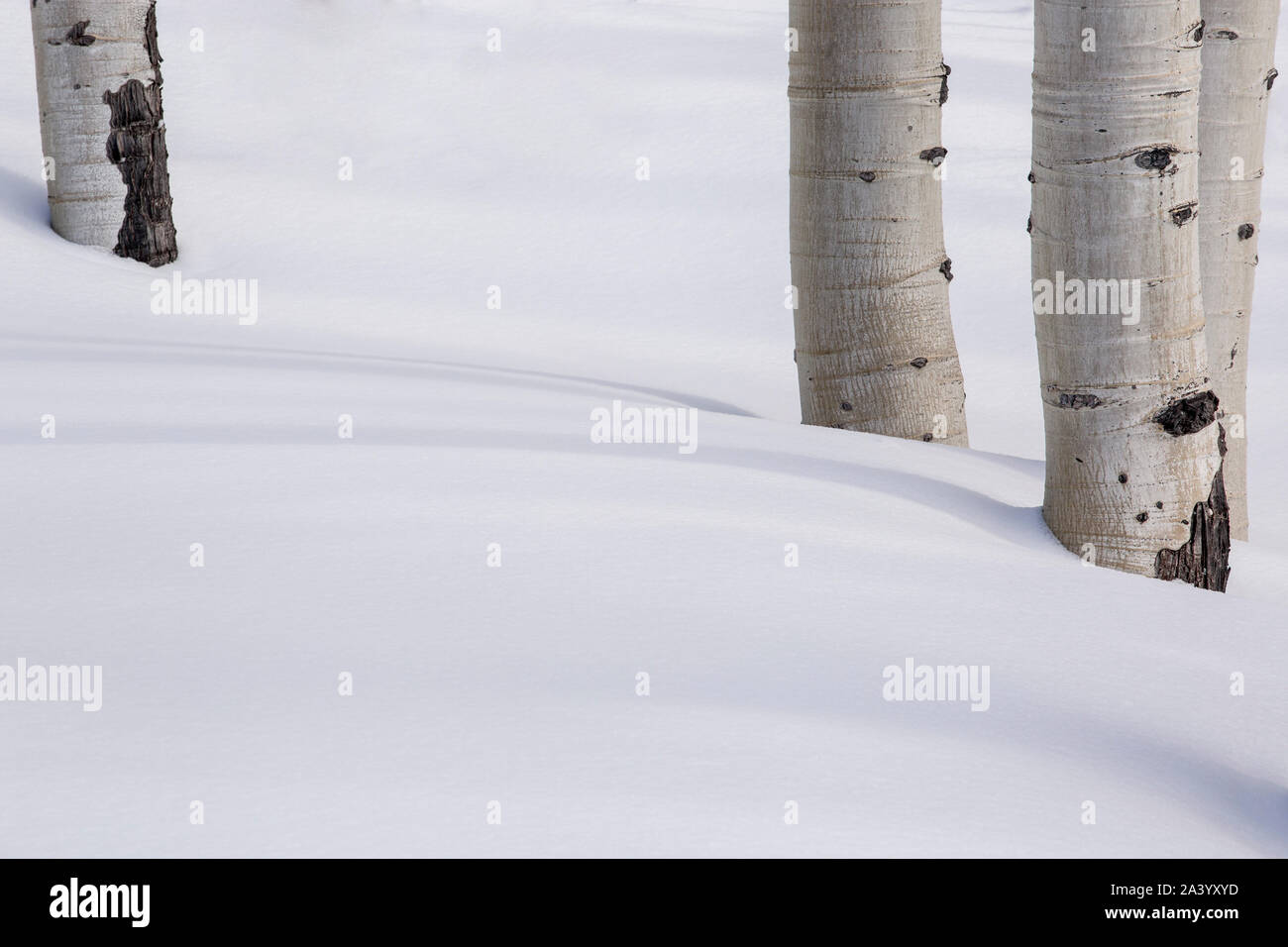 Aspen tree trunks in snow Stock Photo - Alamy