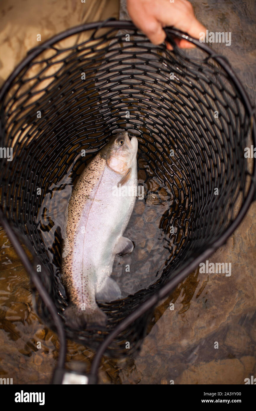 Man catching trout in fishing net Stock Photo - Alamy