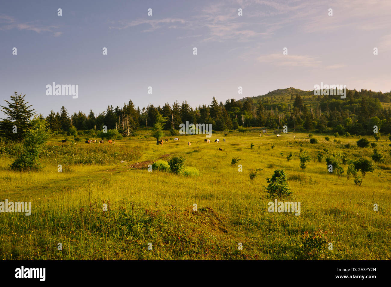 Field by forest in Mount Rogers National Recreation Area, USA Stock ...