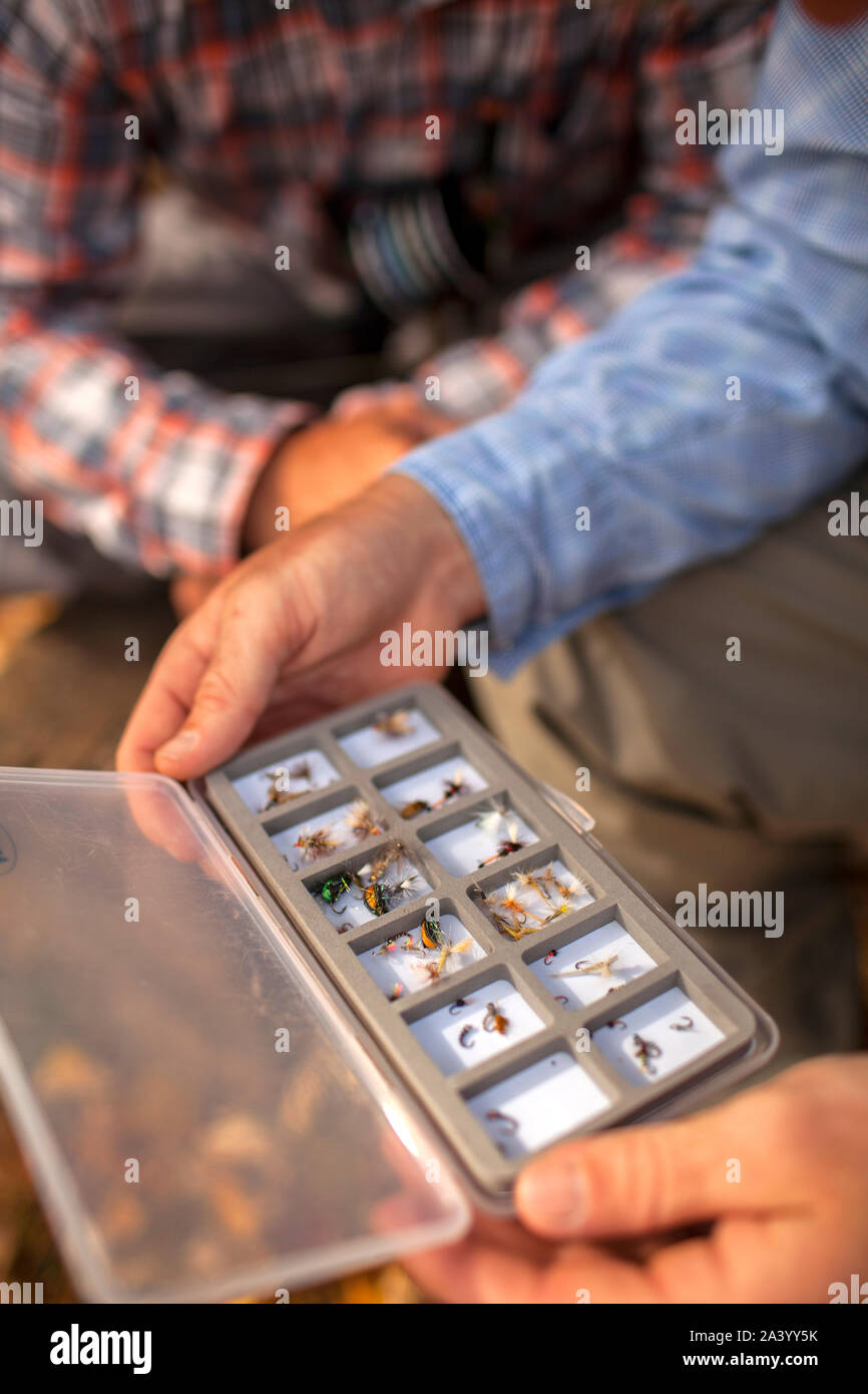 Dead insects hi-res stock photography and images - Alamy
