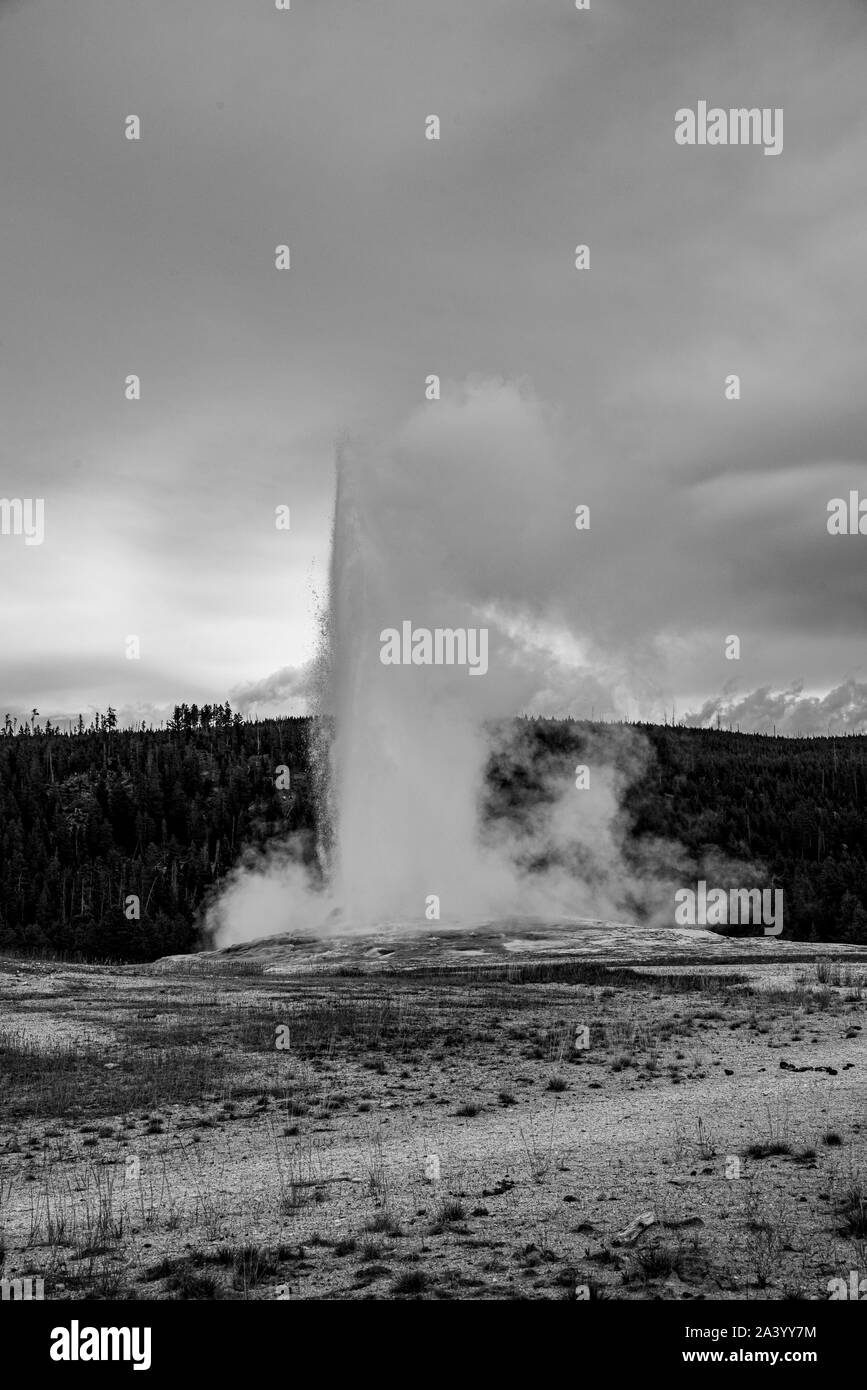 Old faithful geyser in Yellowstone national park during an eruption ...
