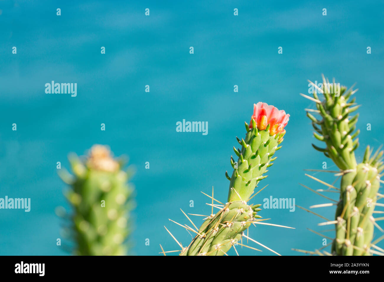 Prickly cactus branches with bright red flower and blue Mediterranean ...