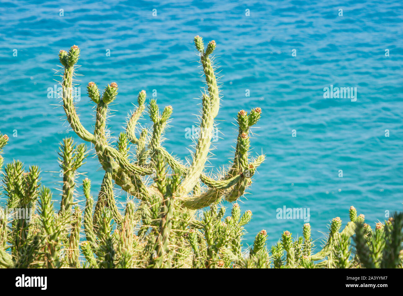 Prickly cactus branches with blue Mediterranean beyond in nature ...