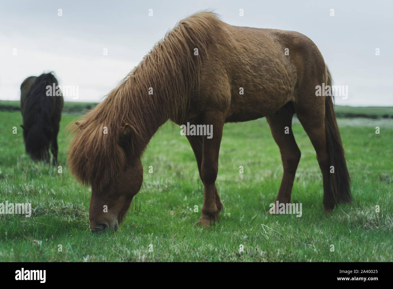Brown horse grazing in Iceland Stock Photo - Alamy Brown horse grazing in Iceland Stock Photo - Alamy