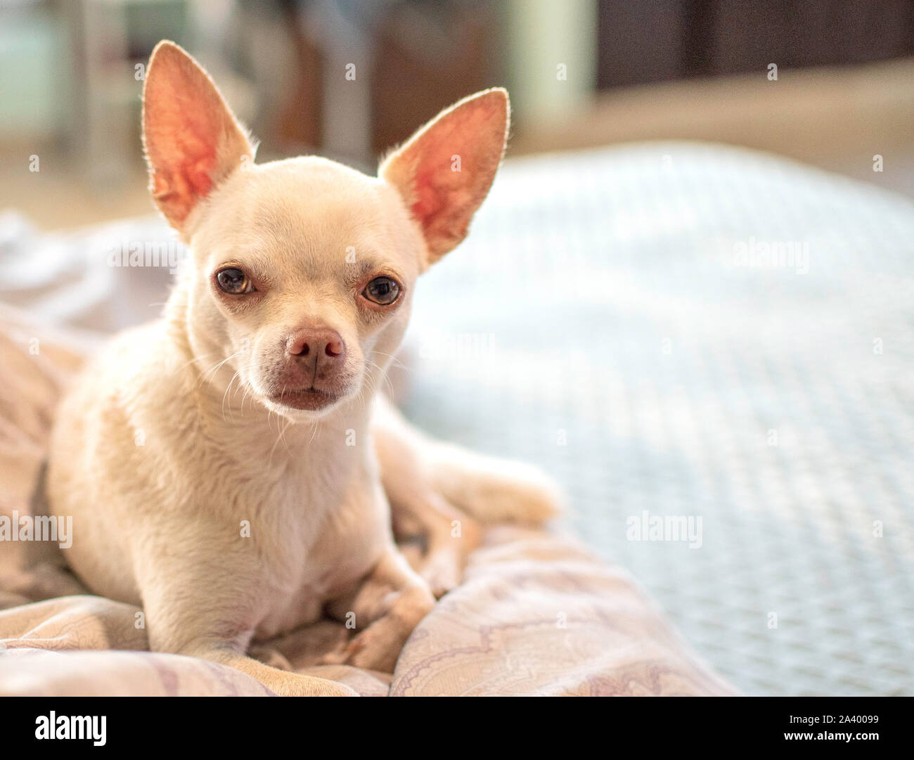 sweet cute beautiful chihuahua dog blur background Stock Photo - Alamy