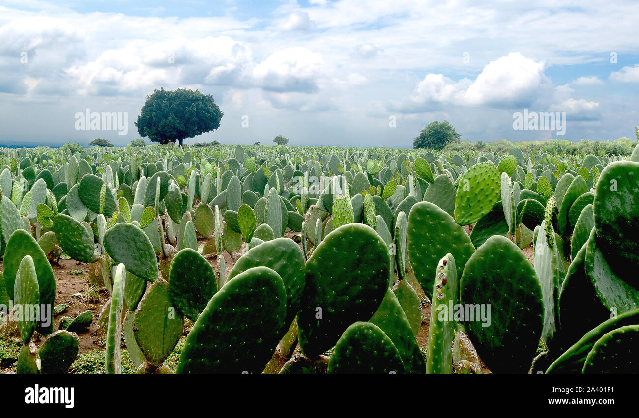 Mexican landscape nopales nopalera field beautiful blue skay horizons ...