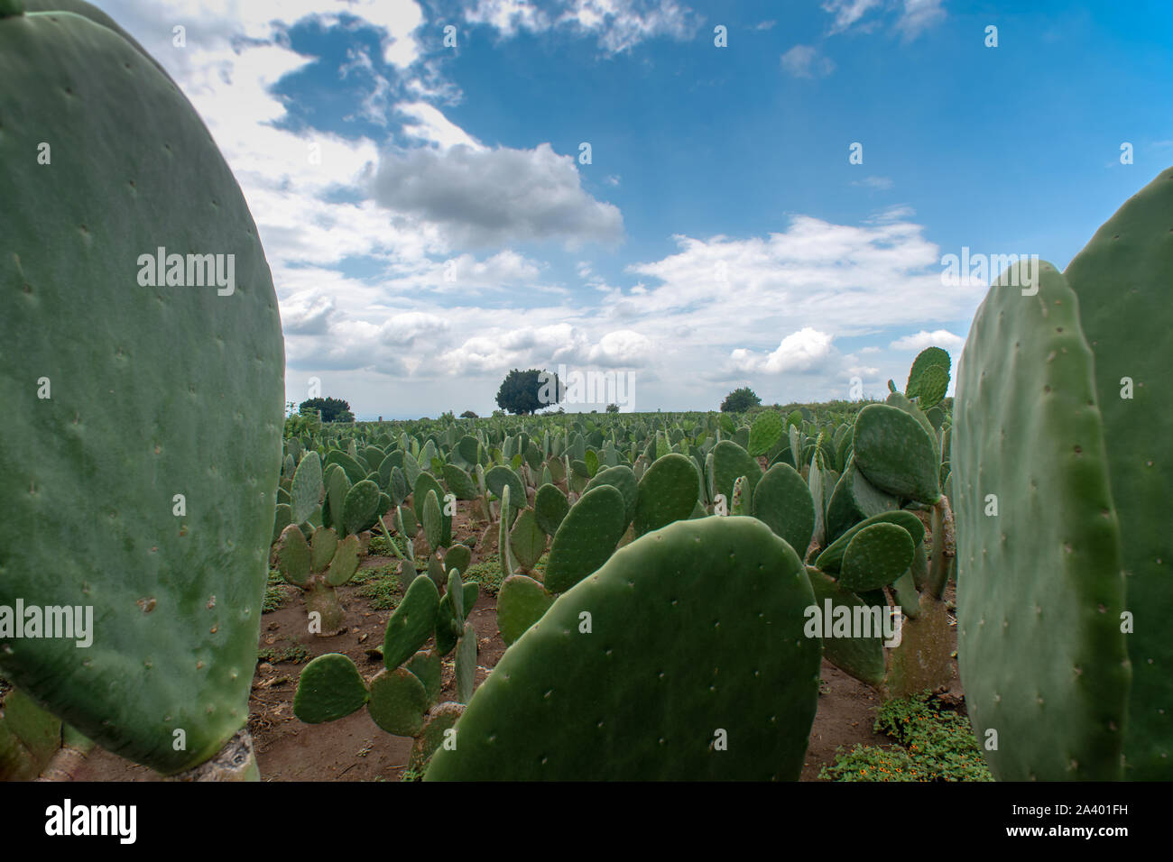Nopalera hi-res stock photography and images - Alamy