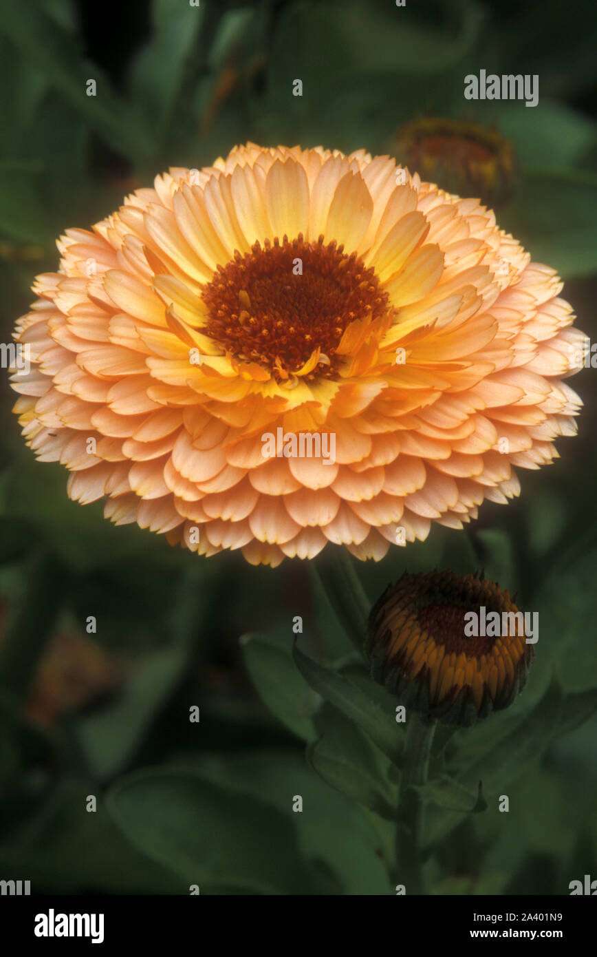 POT MARIGOLD (CALENDULA OFFICINALIS) 'PINK SURPRISE' Stock Photo - Alamy