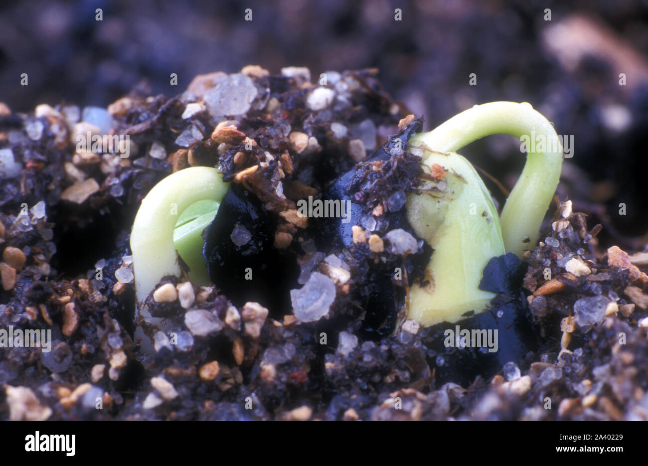 Scarlet runner beans growing hi-res stock photography and images - Alamy