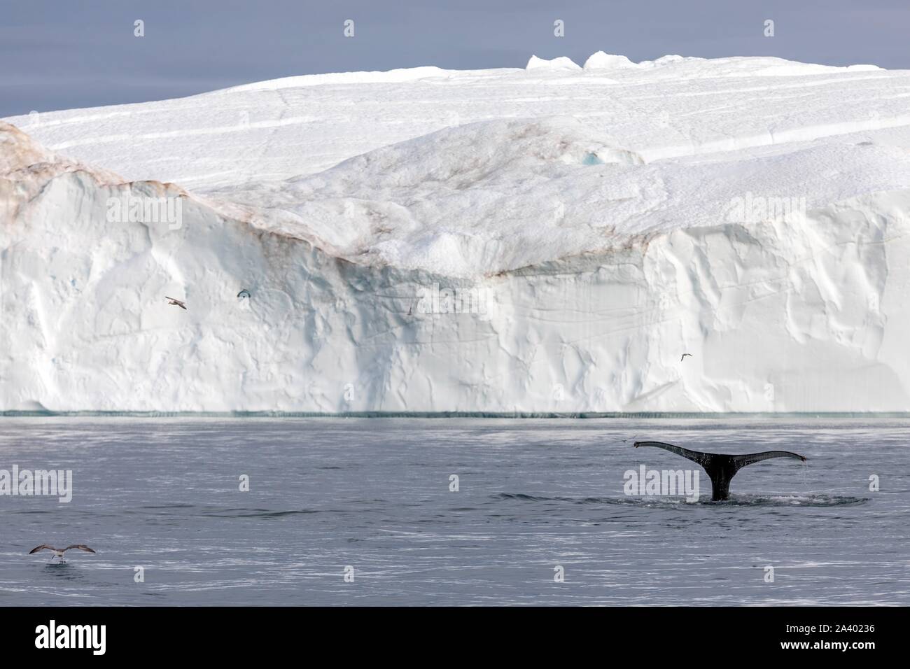 WHALE IN FRONT OF THE ICEBERGS IN THE SERMERMIUT, ILULISSAT ICEFJORD ...