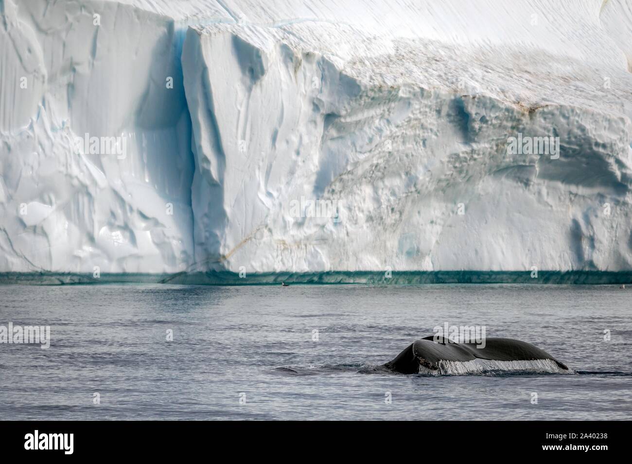 WHALE IN FRONT OF THE ICEBERGS OF SERMERMIUT, ILULISSAT ICEFJORD ...