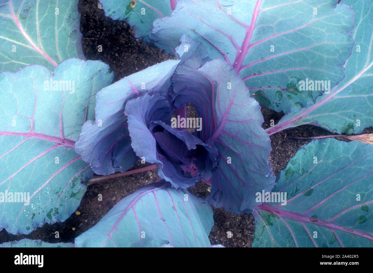 RED CABBAGE (BRASSICA OLERACEA, CAPITATA GROUP) SHOWING THE HEART ...