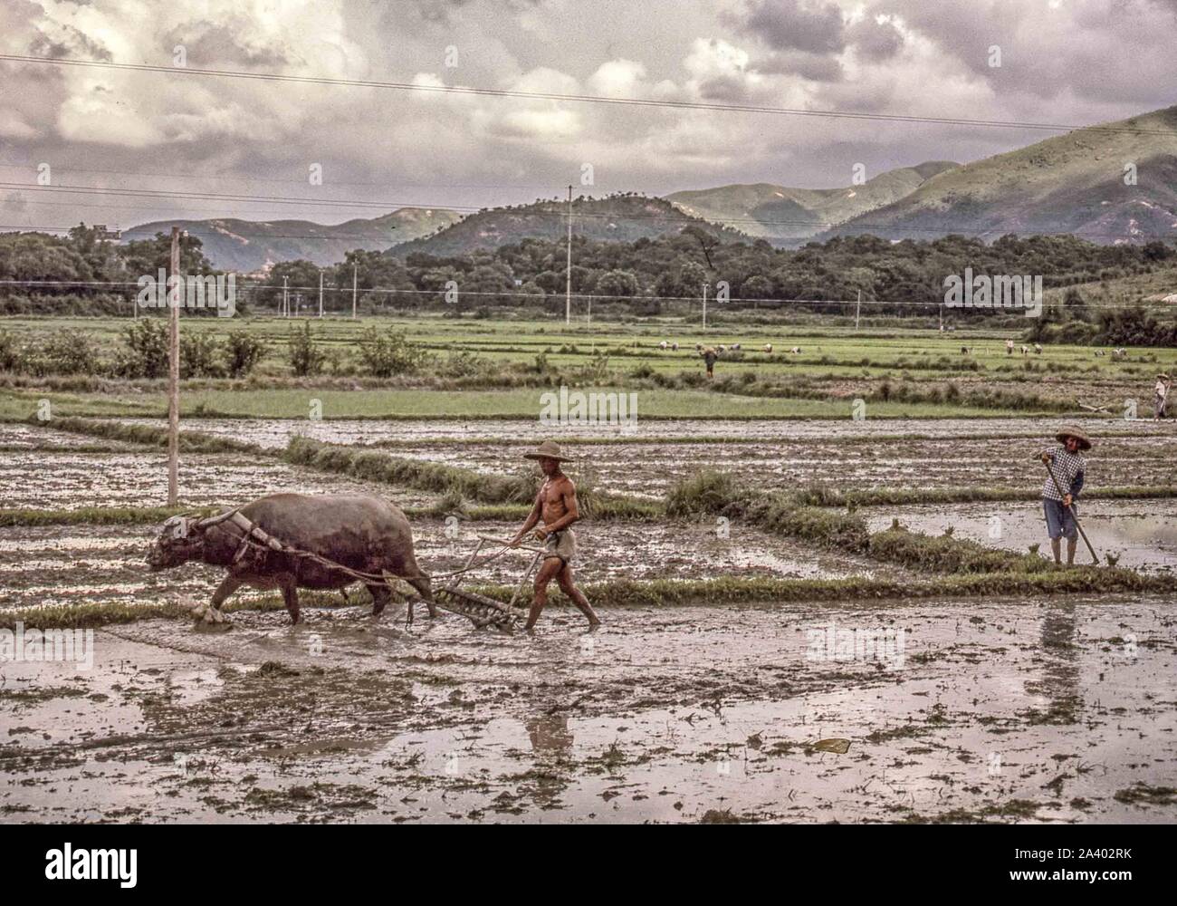 Shenzhen, Guangdong, China. 3rd Aug, 1981. Working with his water ...