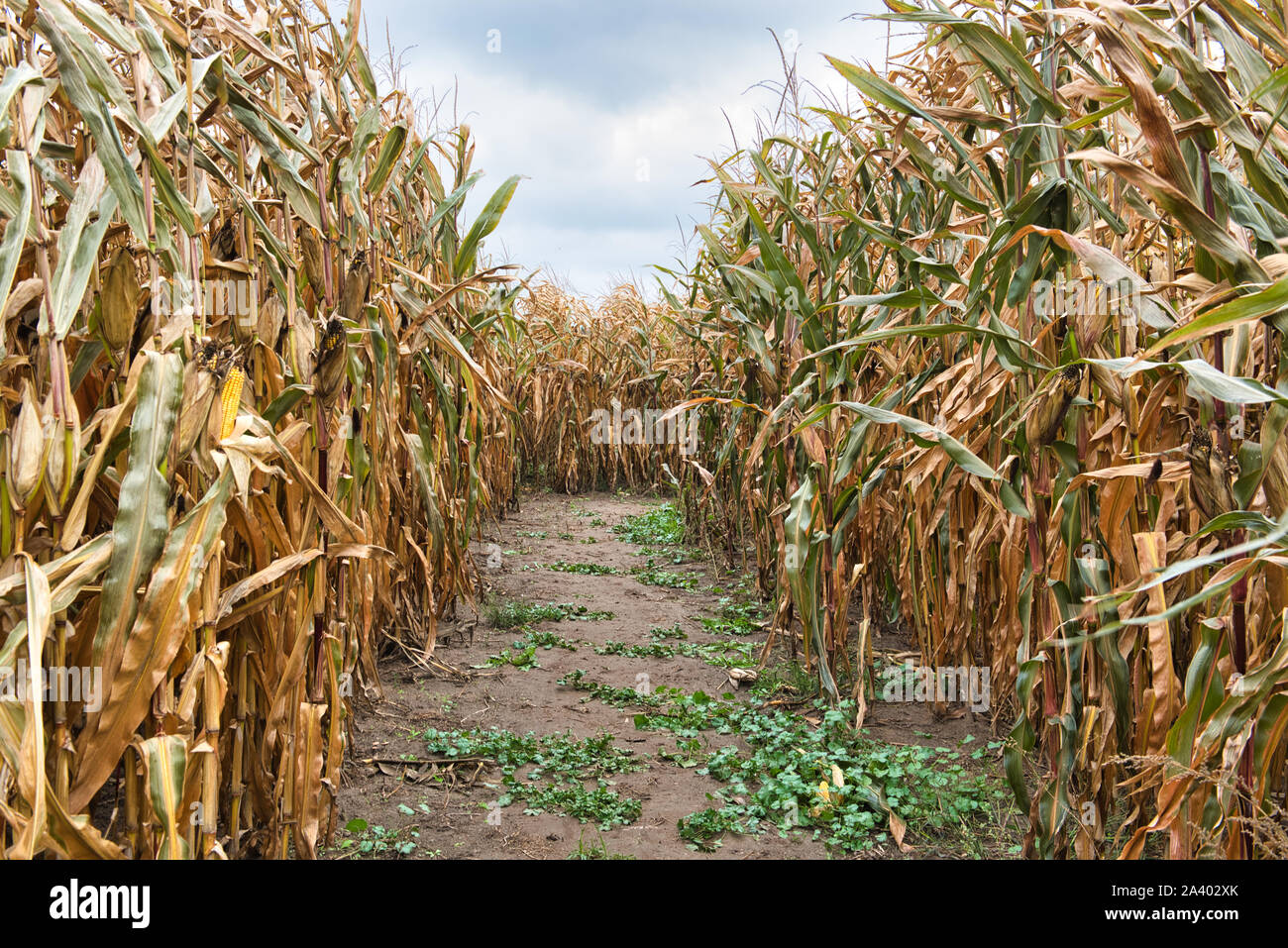Inside a corn field maze with a cloudy sky Stock Photo - Alamy