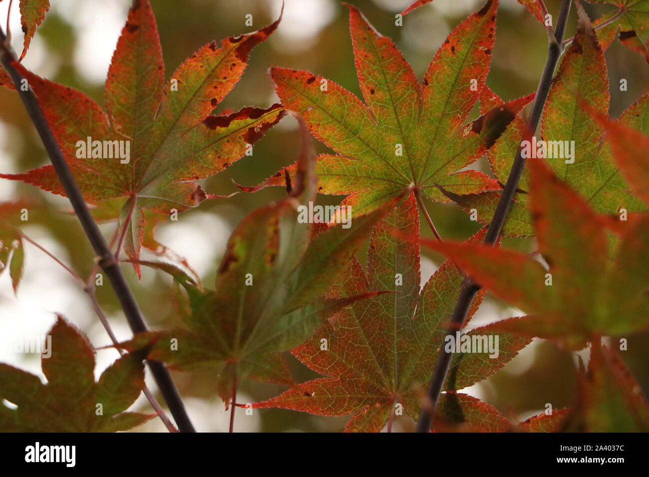 Changing maple leaves hi-res stock photography and images - Alamy
