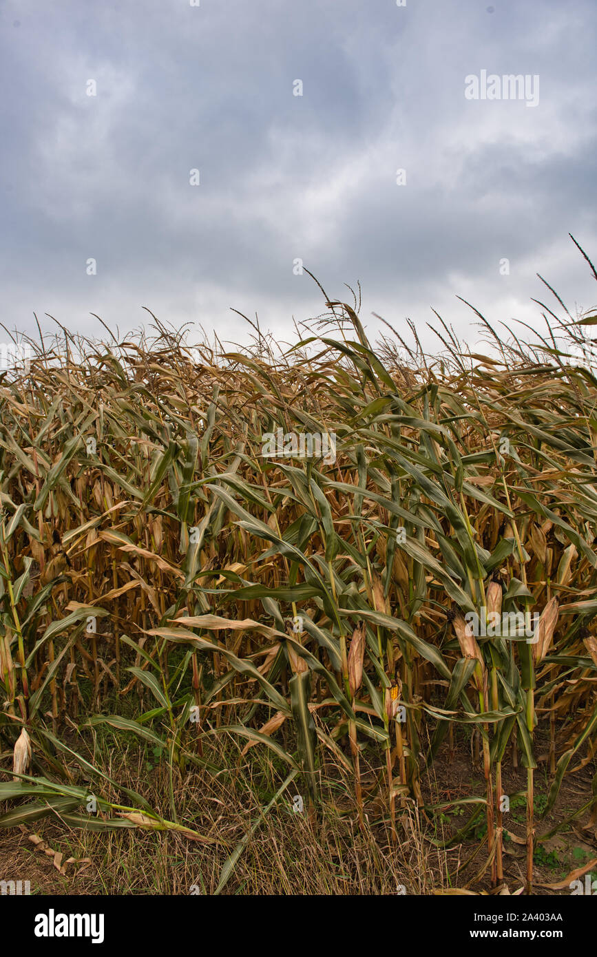 Farm canada ontario corn hi-res stock photography and images - Alamy