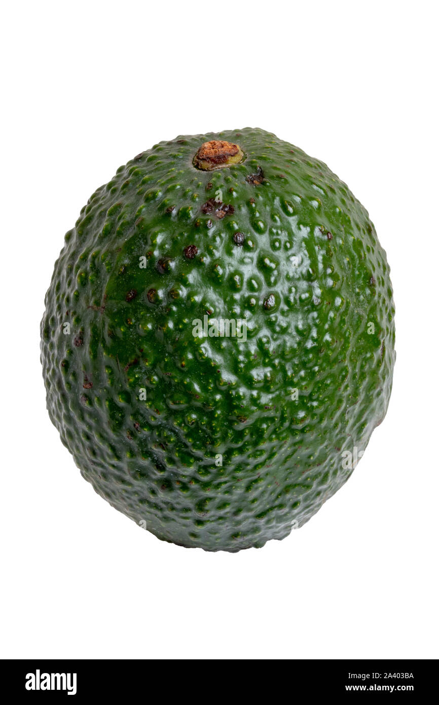 Vegetable isolated. Close-up of a green whole Avocado vegetable ...