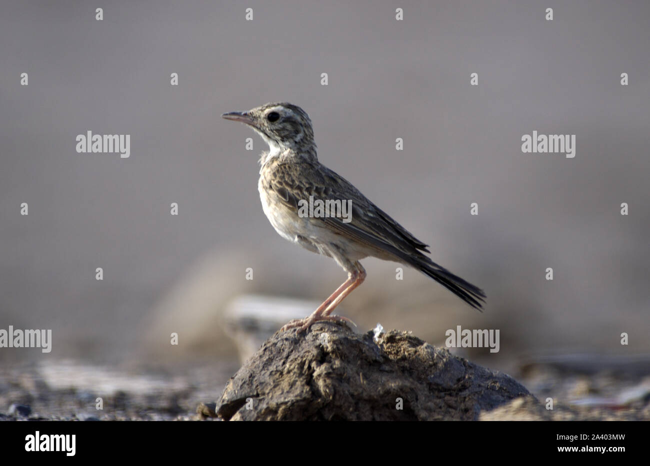 Pipits animal animals hi-res stock photography and images - Alamy