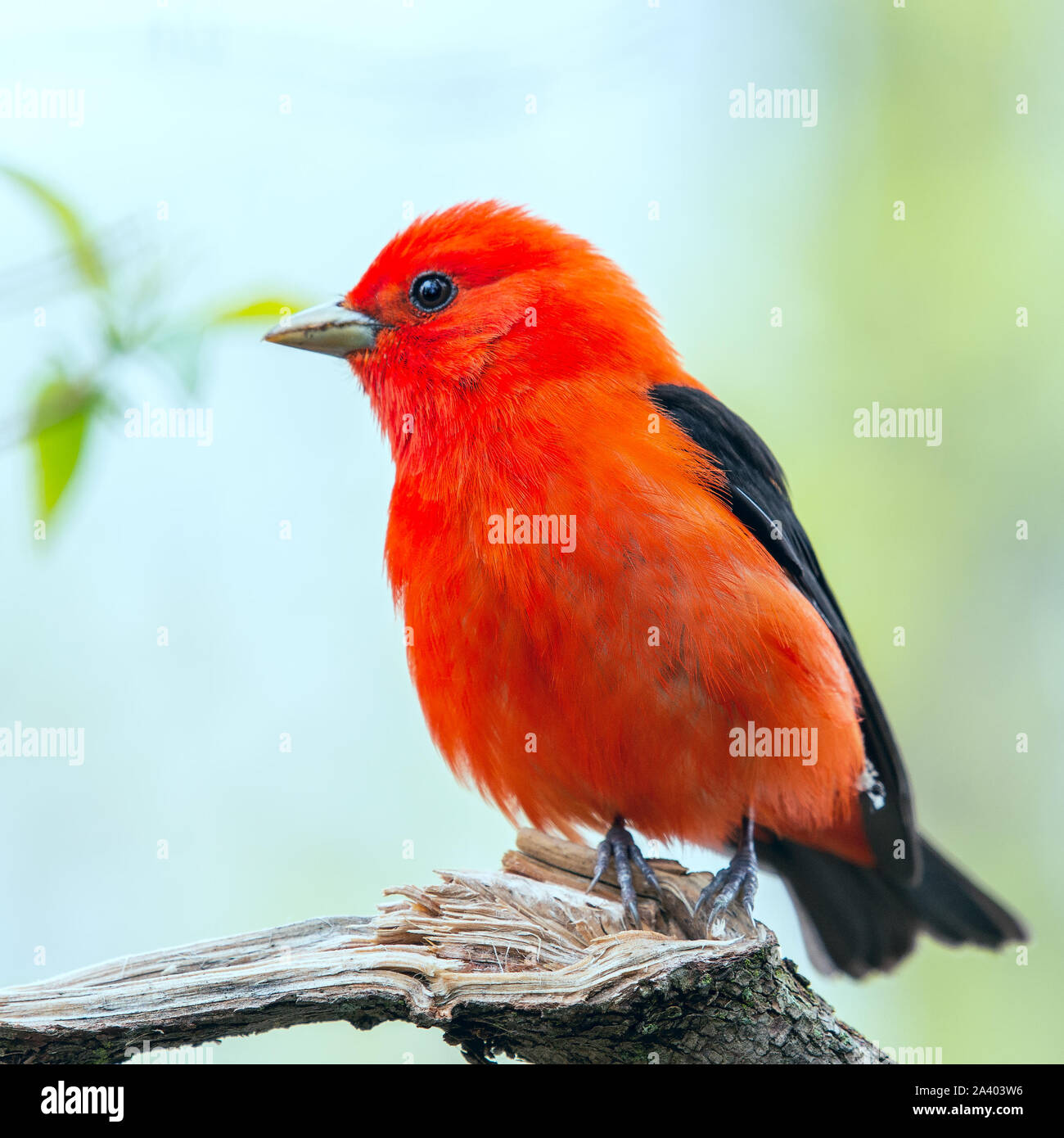 Scarlet tanager red oak hi-res stock photography and images - Alamy