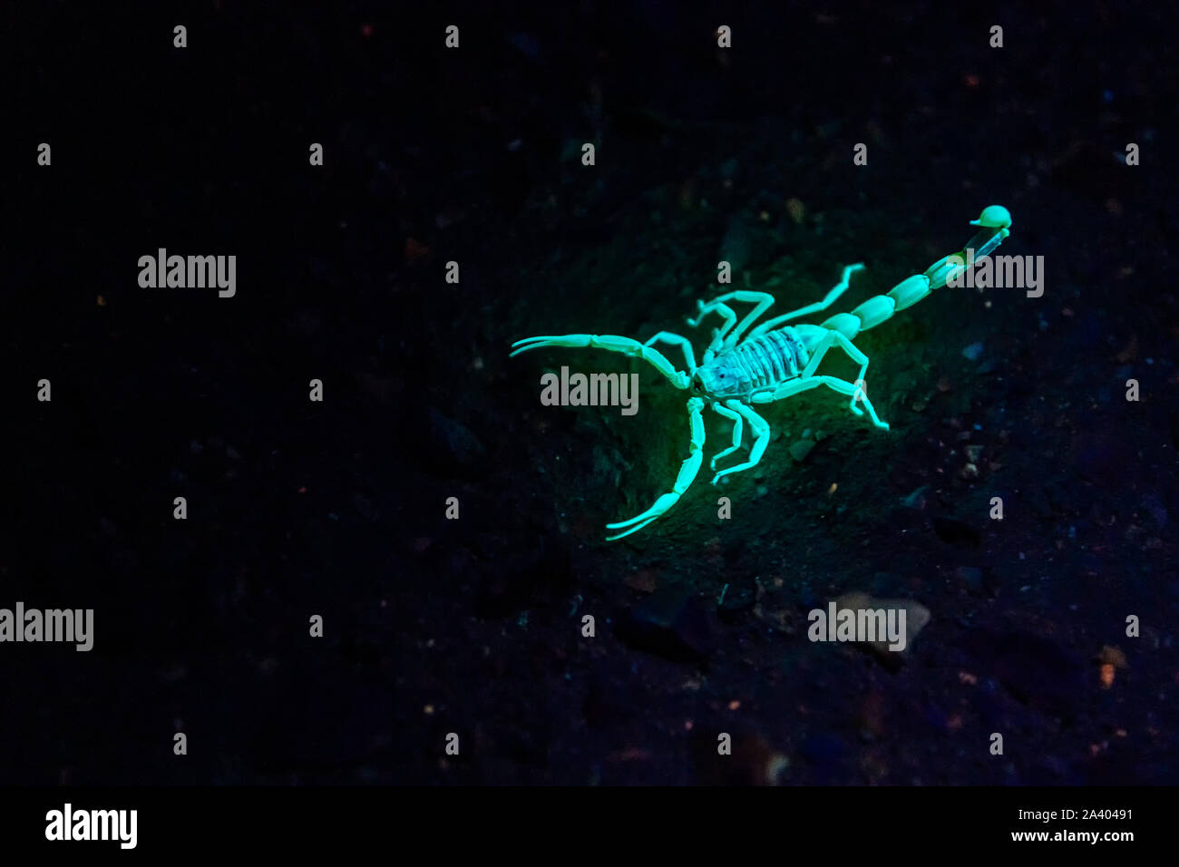 Dark Scorpion High Resolution Stock Photography and Images - Alamy