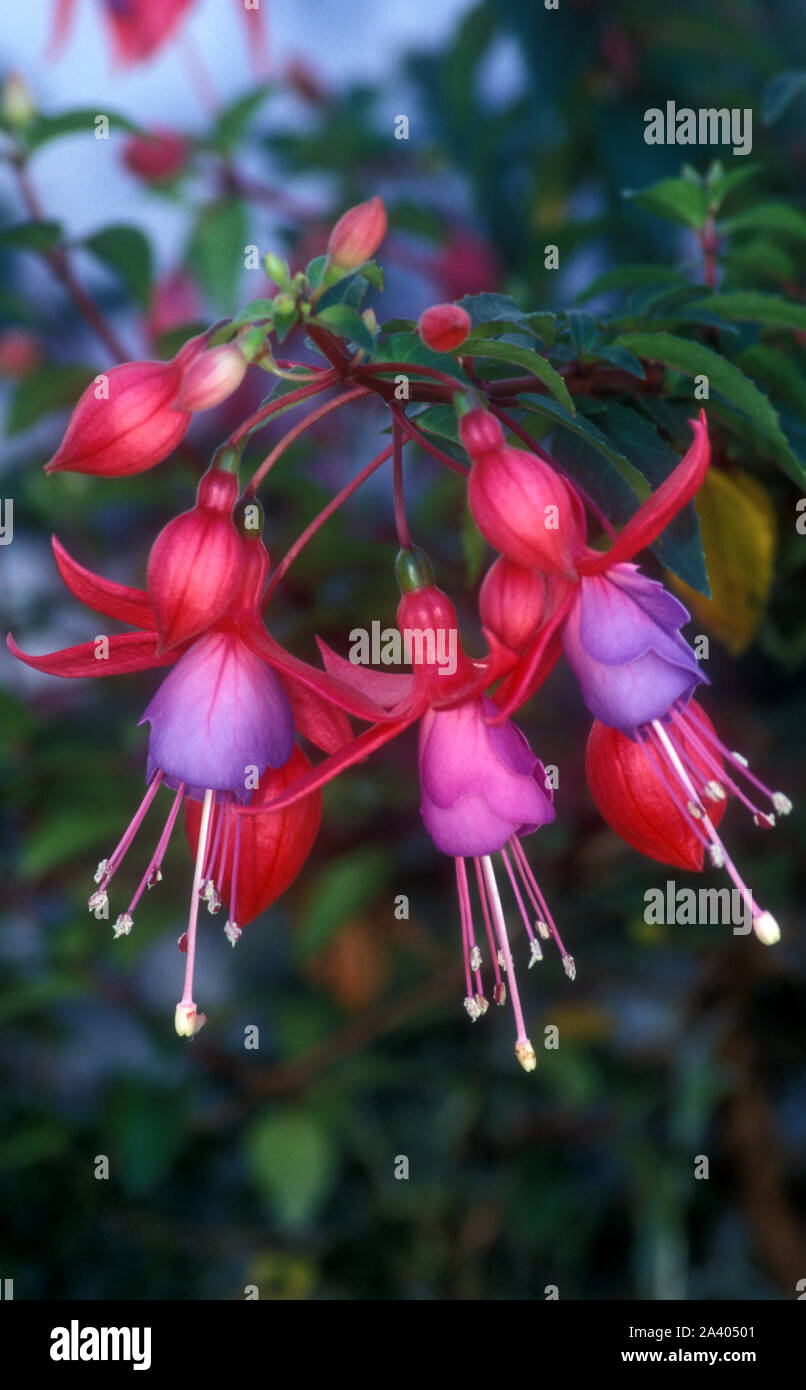 Fuchsia plant hi-res stock photography and images - Alamy