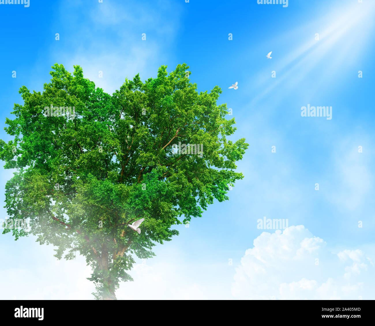 Tree of heaven hi-res stock photography and images - Alamy