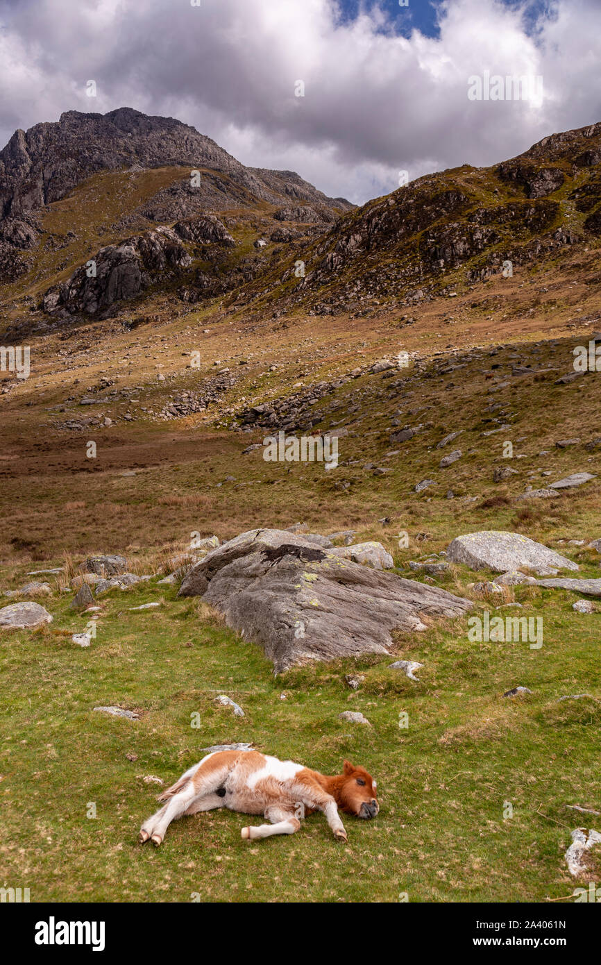 Wild pony foal and Tryfan mountain, Snowdonia, North Wales Stock Photo ...