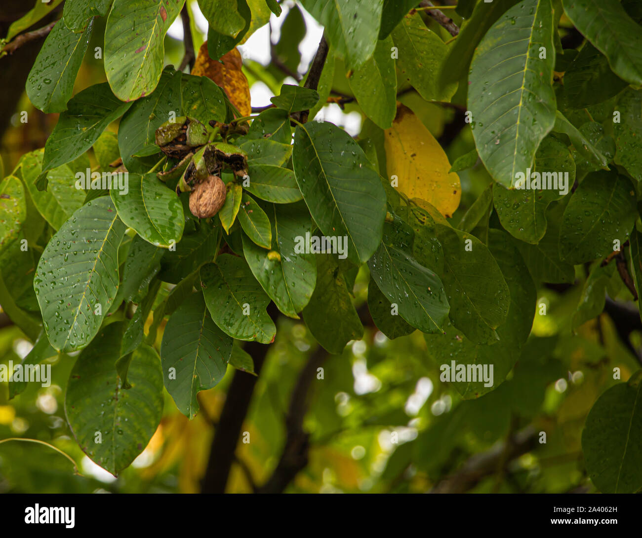 Plantation of walnut trees hi-res stock photography and images - Alamy