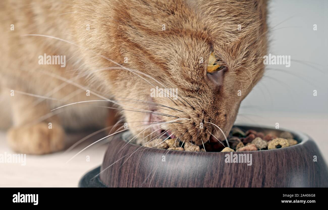 Side view of a cats face hi-res stock photography and images - Alamy