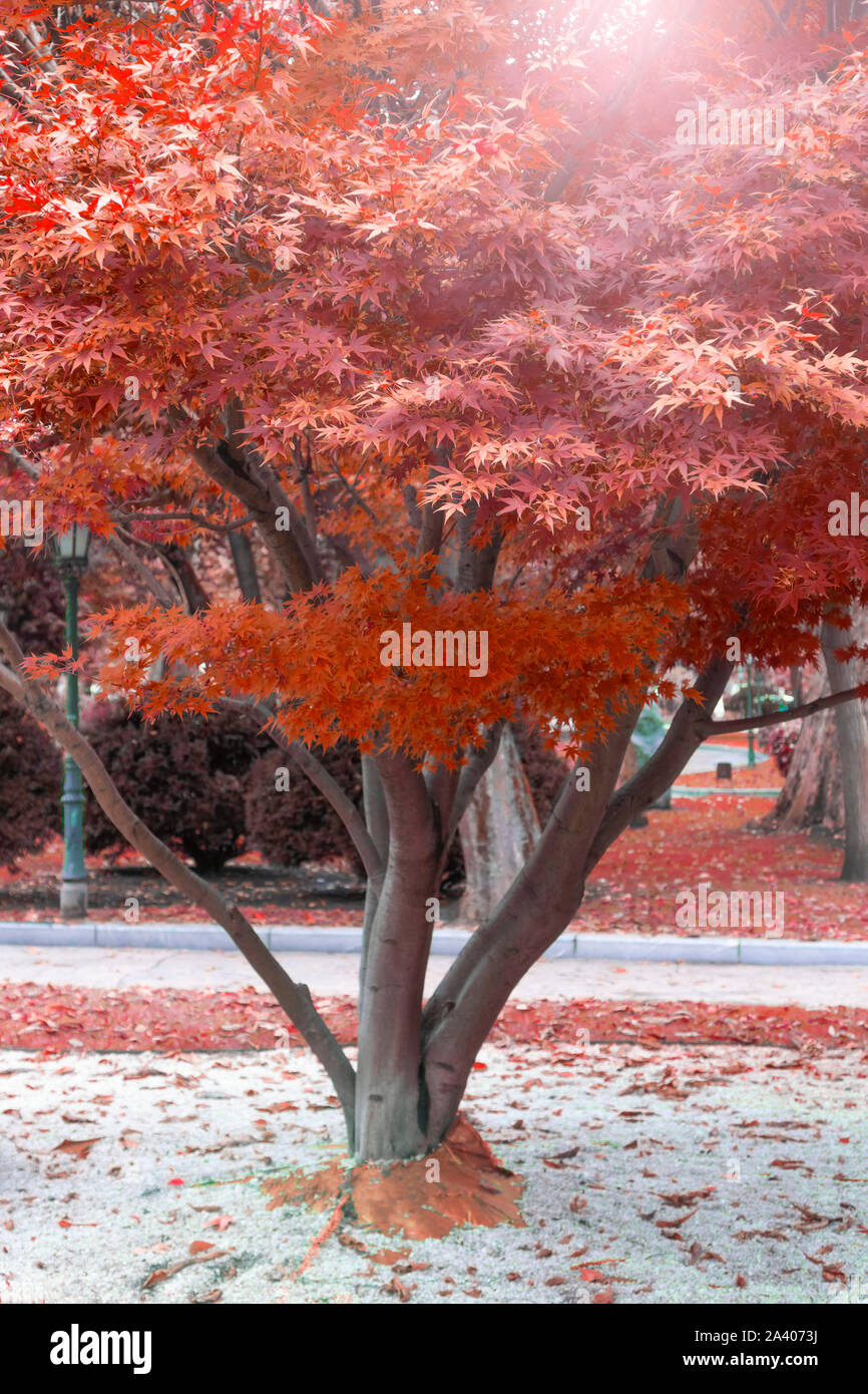 Beautiful magnificent Japanese maple tree with red foliage in a park ...
