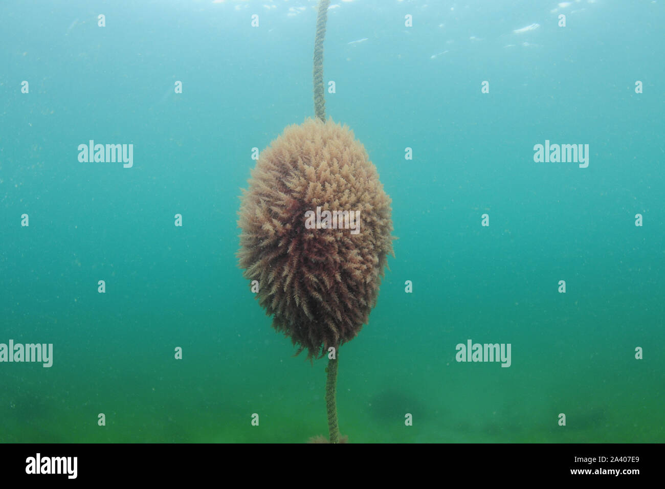 Pink seaweed growing on mooring rope in mid-water not deep under ...
