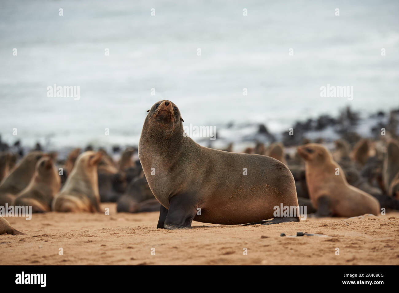 Great colony of seals fur at Cape cross in Namibia Stock Photo - Alamy