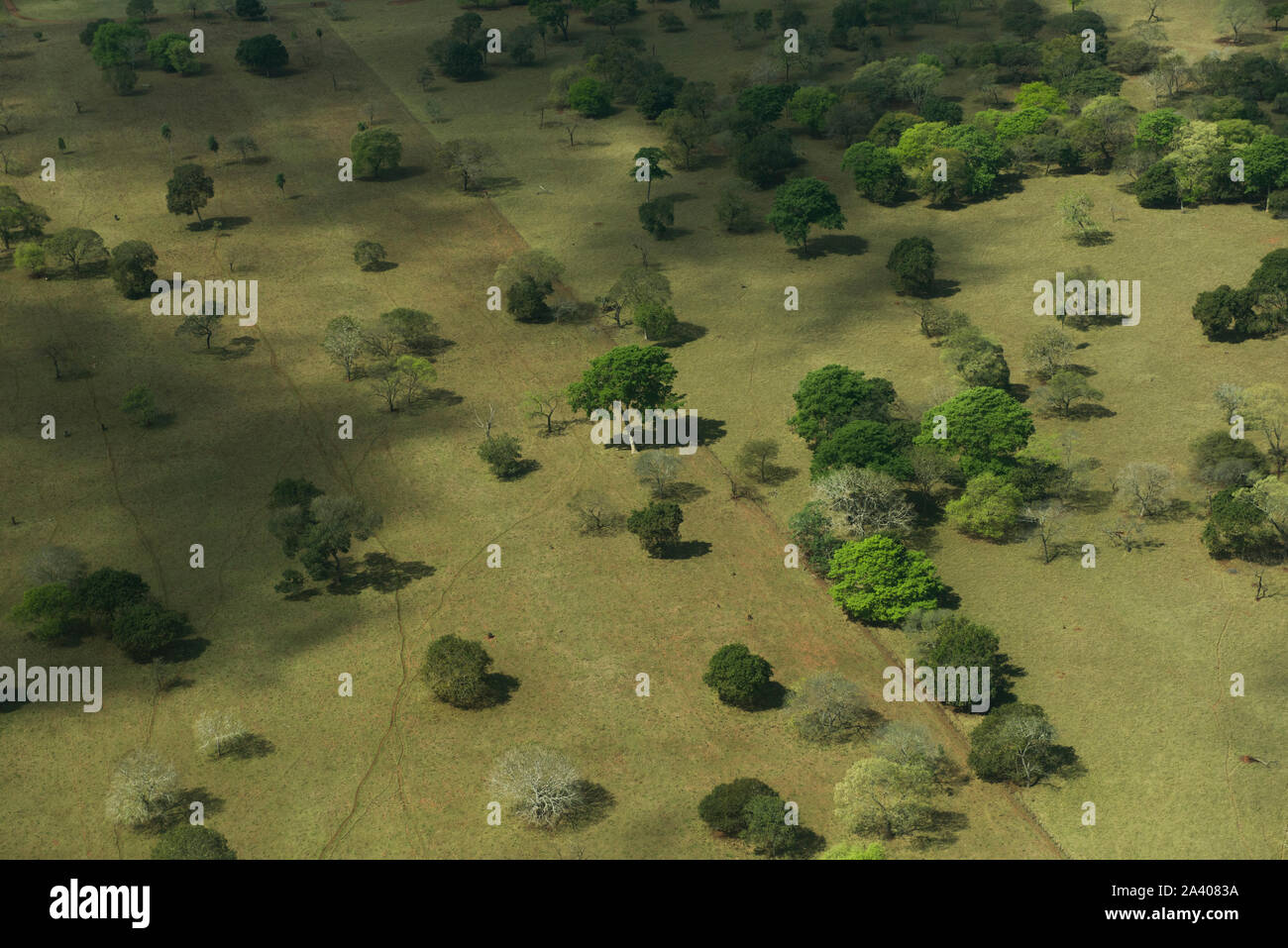 Aerial view of green field full of trees in the Brazilian wetlands know ...