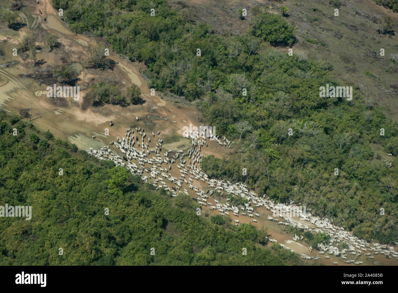 Cattle ranch brazil aerial hi-res stock photography and images - Alamy