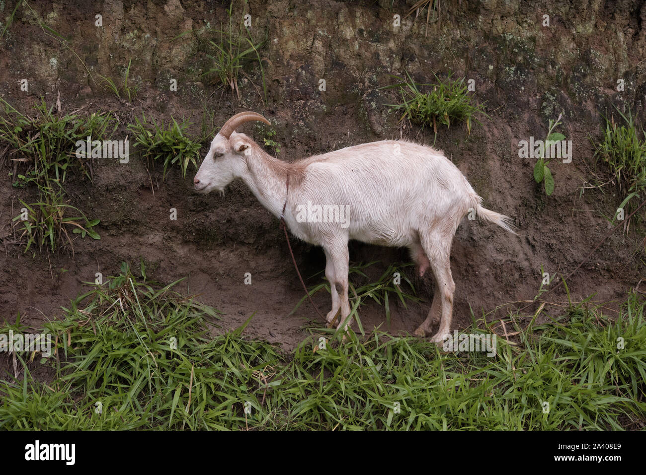 Goat rope hi-res stock photography and images - Alamy