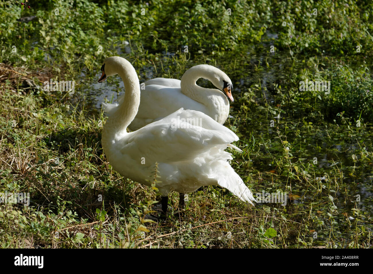 Swan swimming in the lake Stock Photo - Alamy