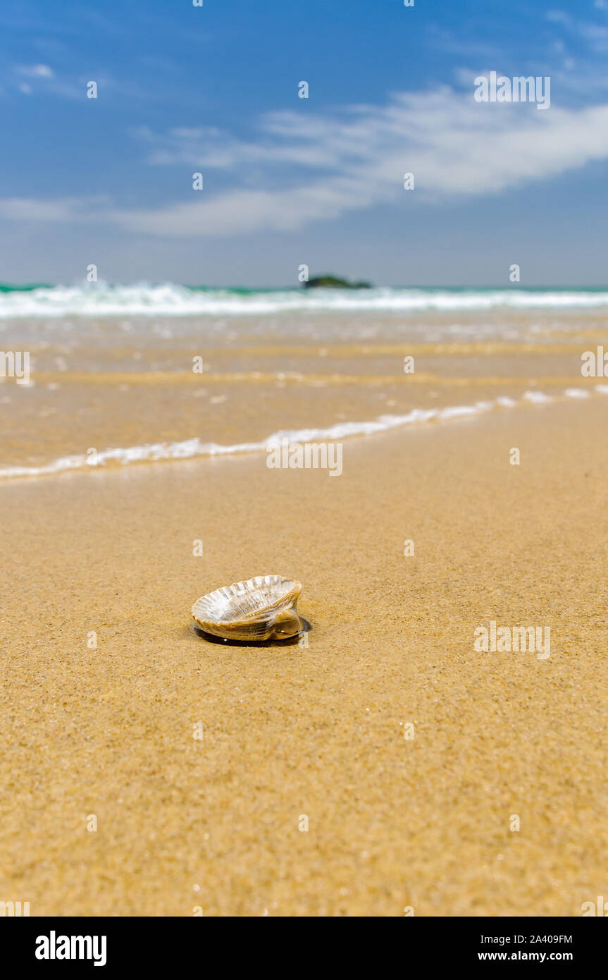 Solitary Beached Shell Stock Photo - Alamy